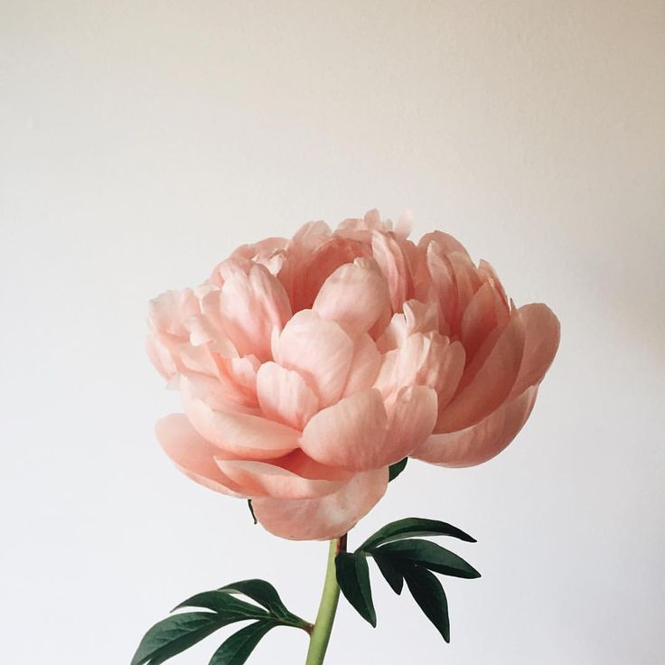 Peony Flowers – elegantflowers